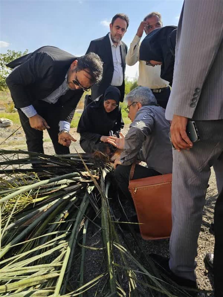 گزارش تصویری بازدید سرپرست سازمان حفظ نباتات كشور از نخیلات فین بندرعباس